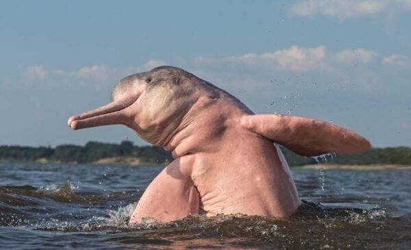 Delfín rosado, una de las especies de agua dulce más hermosas del Río ...